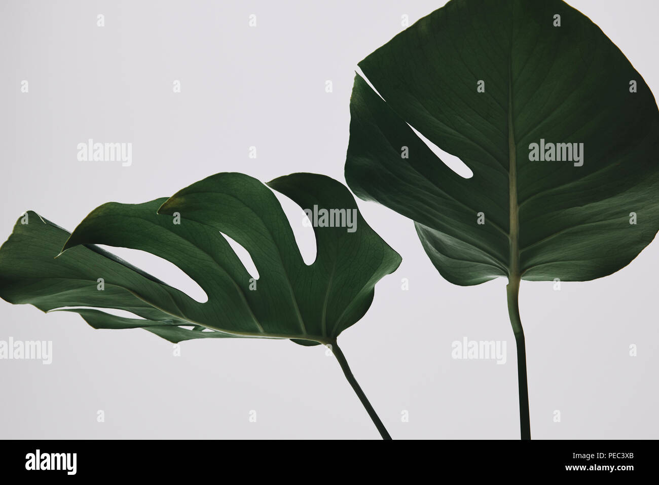 beautiful monstera leaves isolated on white Stock Photo - Alamy