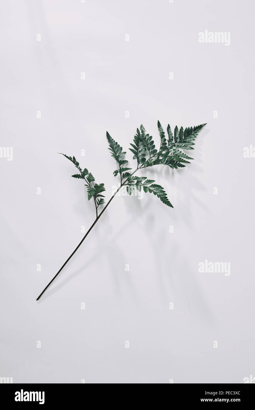 top view of single green fern branch lying on white on white Stock ...