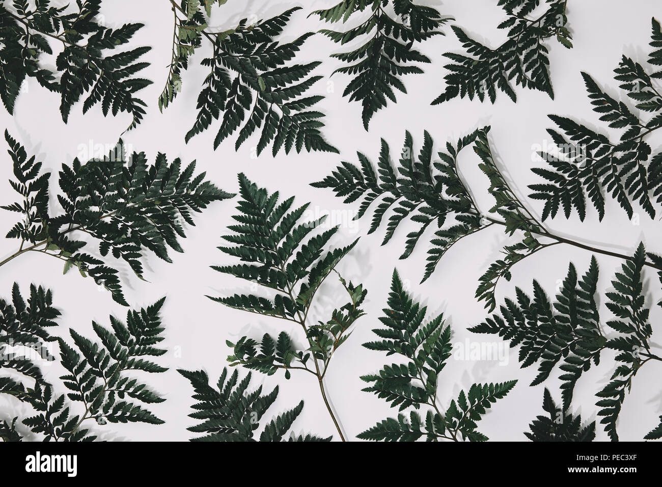 top view of fern leaves lying on white surface Stock Photo - Alamy