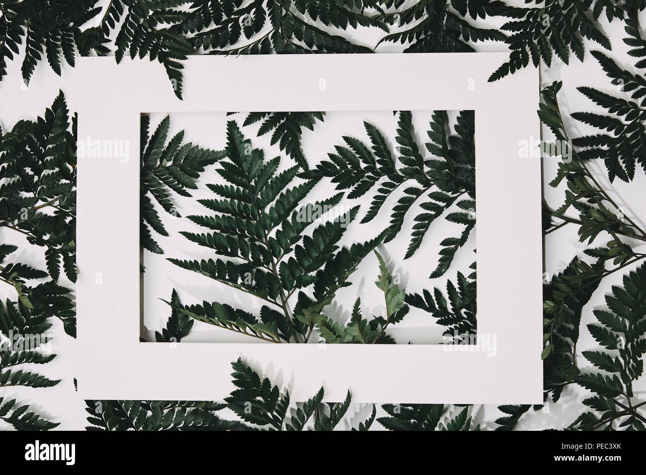 top view of green fern leaves with frame on white Stock Photo - Alamy