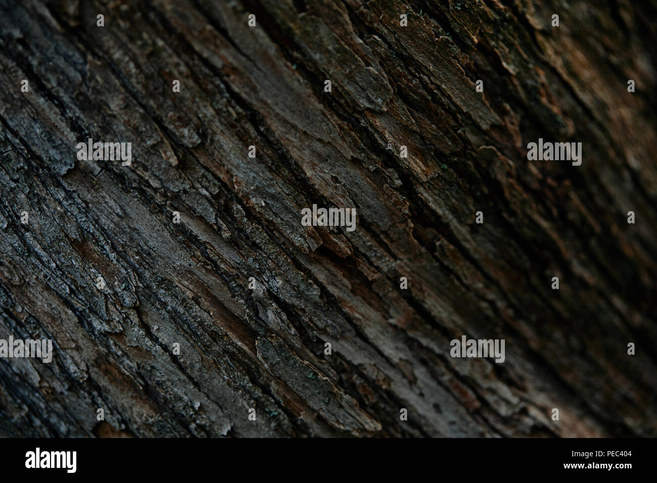 full frame image of tree bark background Stock Photo - Alamy