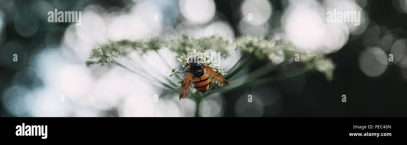 selective focus of bee on flowers with blurred background Stock Photo ...