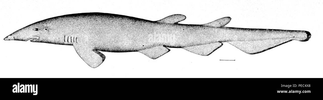 Apristurus profundorum hi-res stock photography and images - Alamy