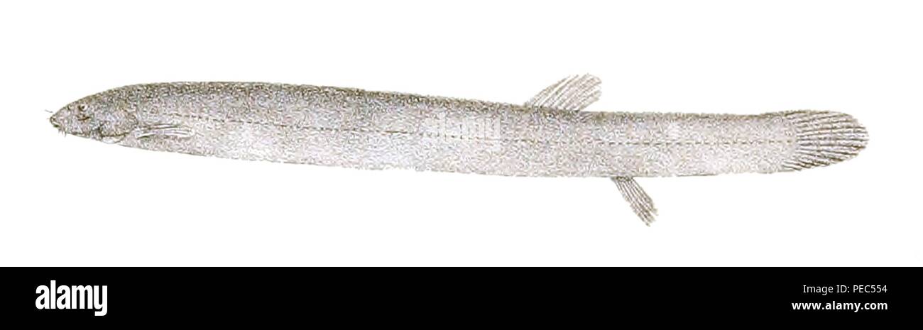 Apua hi-res stock photography and images - Alamy