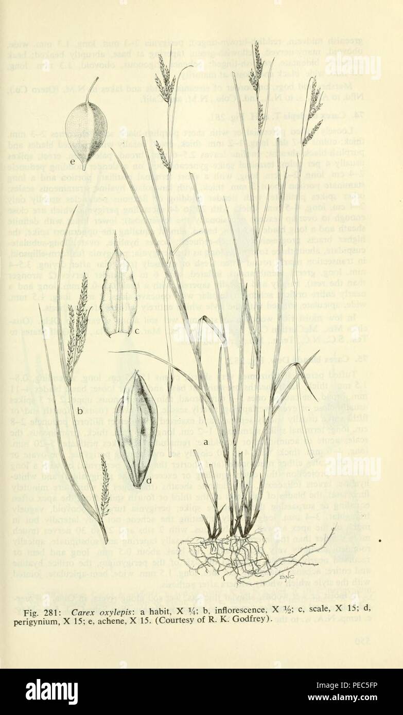 Aquatic and wetland plants of southwestern United States (Page 549 Stock Photo - Alamy