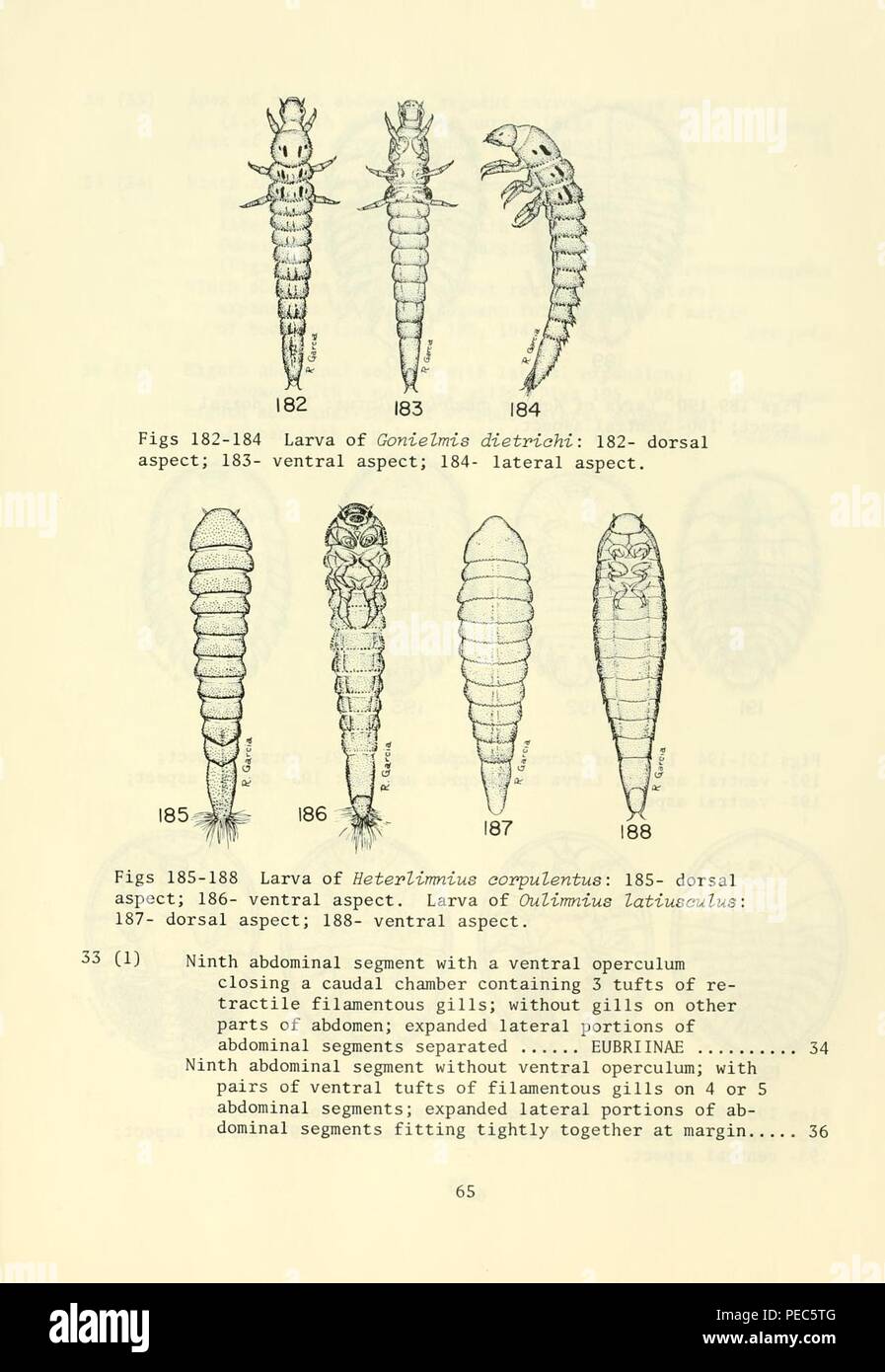 Aquatic dryopoid beetles (Coleoptera) of the United States (Page 65 ...