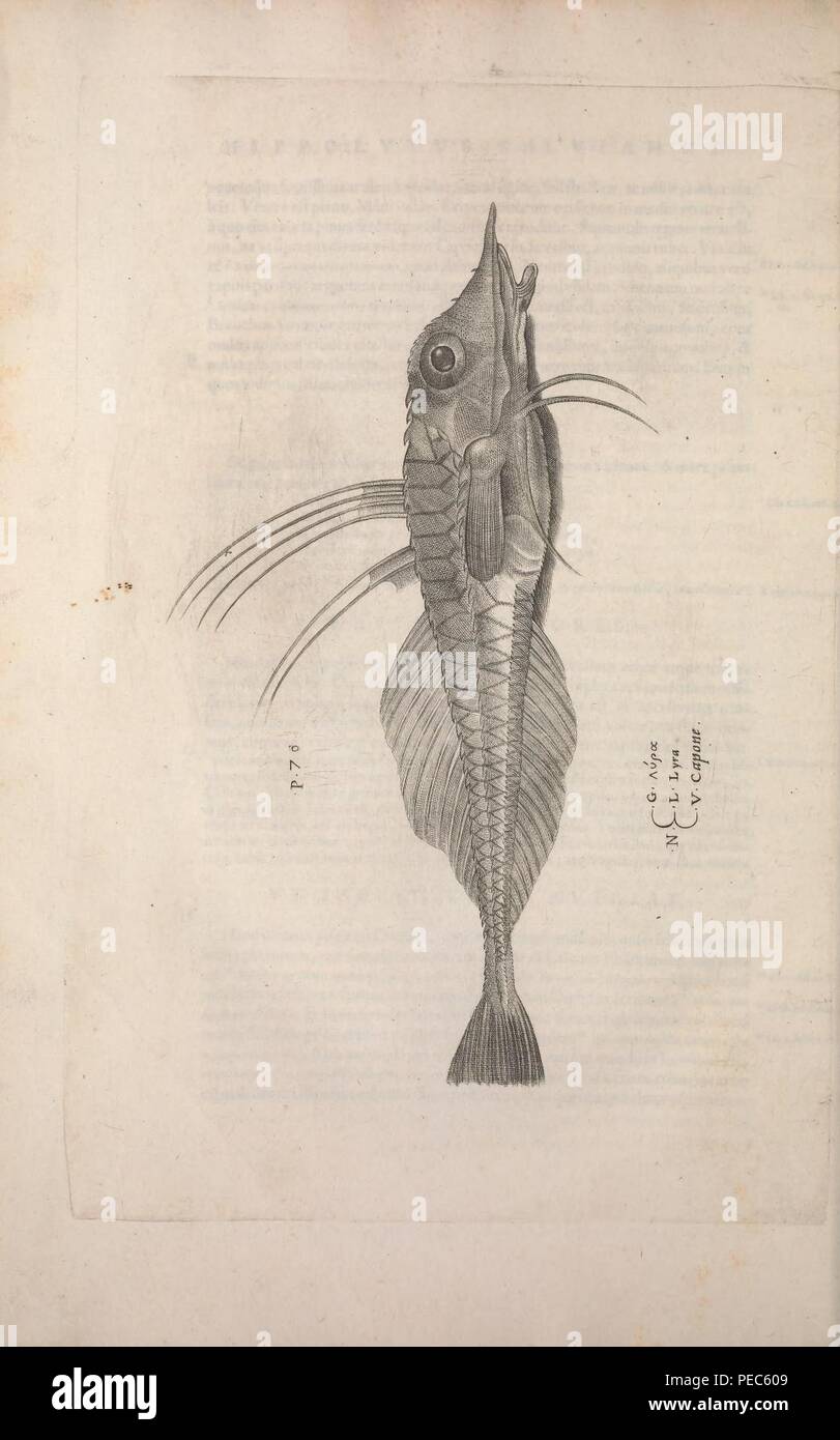Aquatilium animalium historiae, liber primus (Page 192 Stock Photo - Alamy