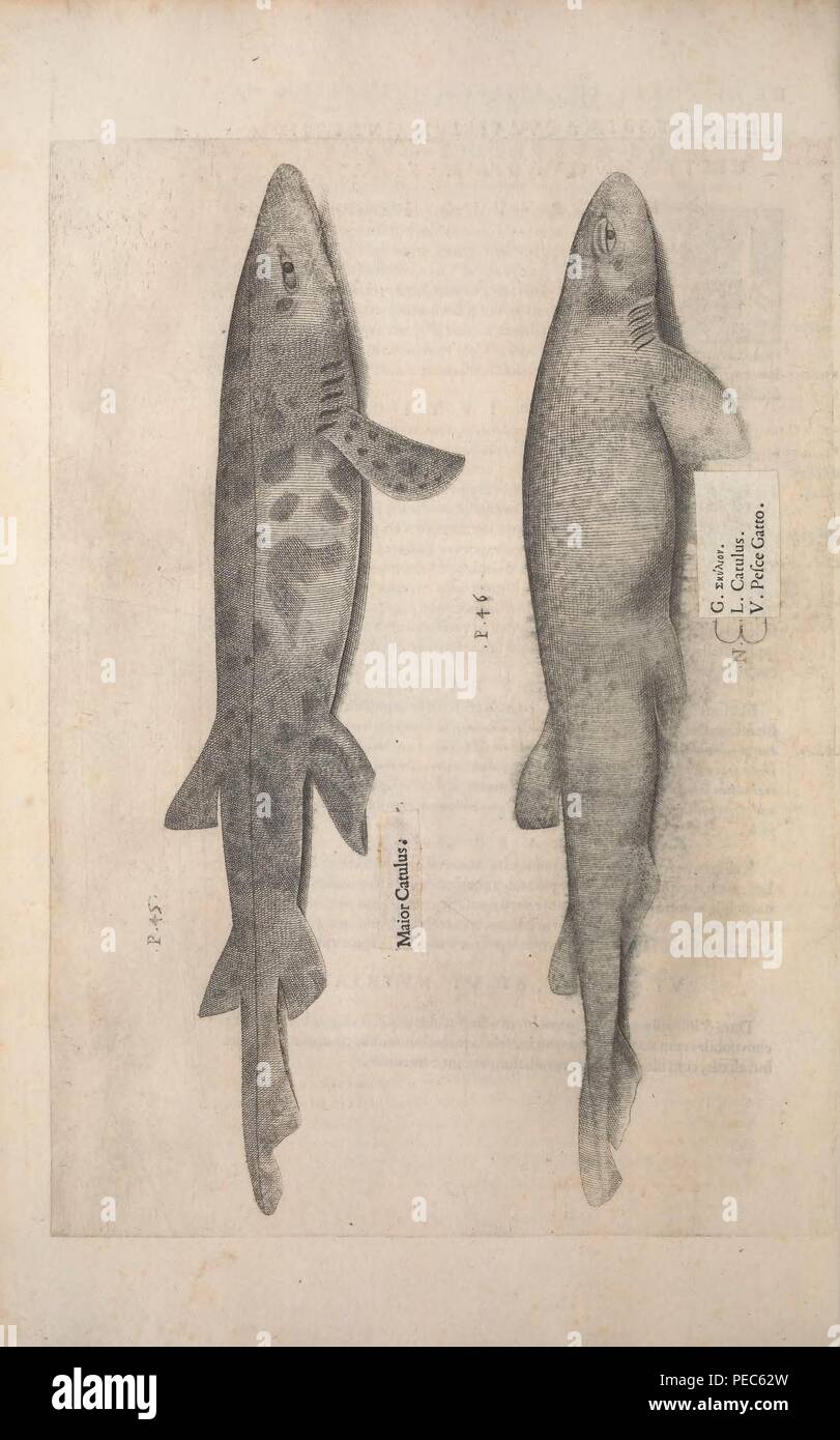 Aquatilium animalium historiae, liber primus Stock Photo - Alamy