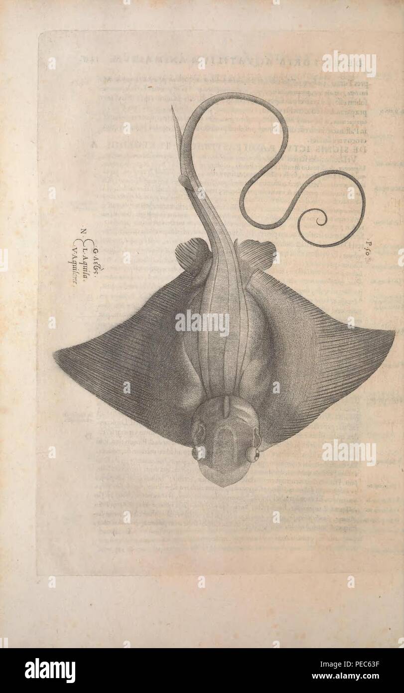 Aquatilium animalium historiae, liber primus Stock Photo - Alamy