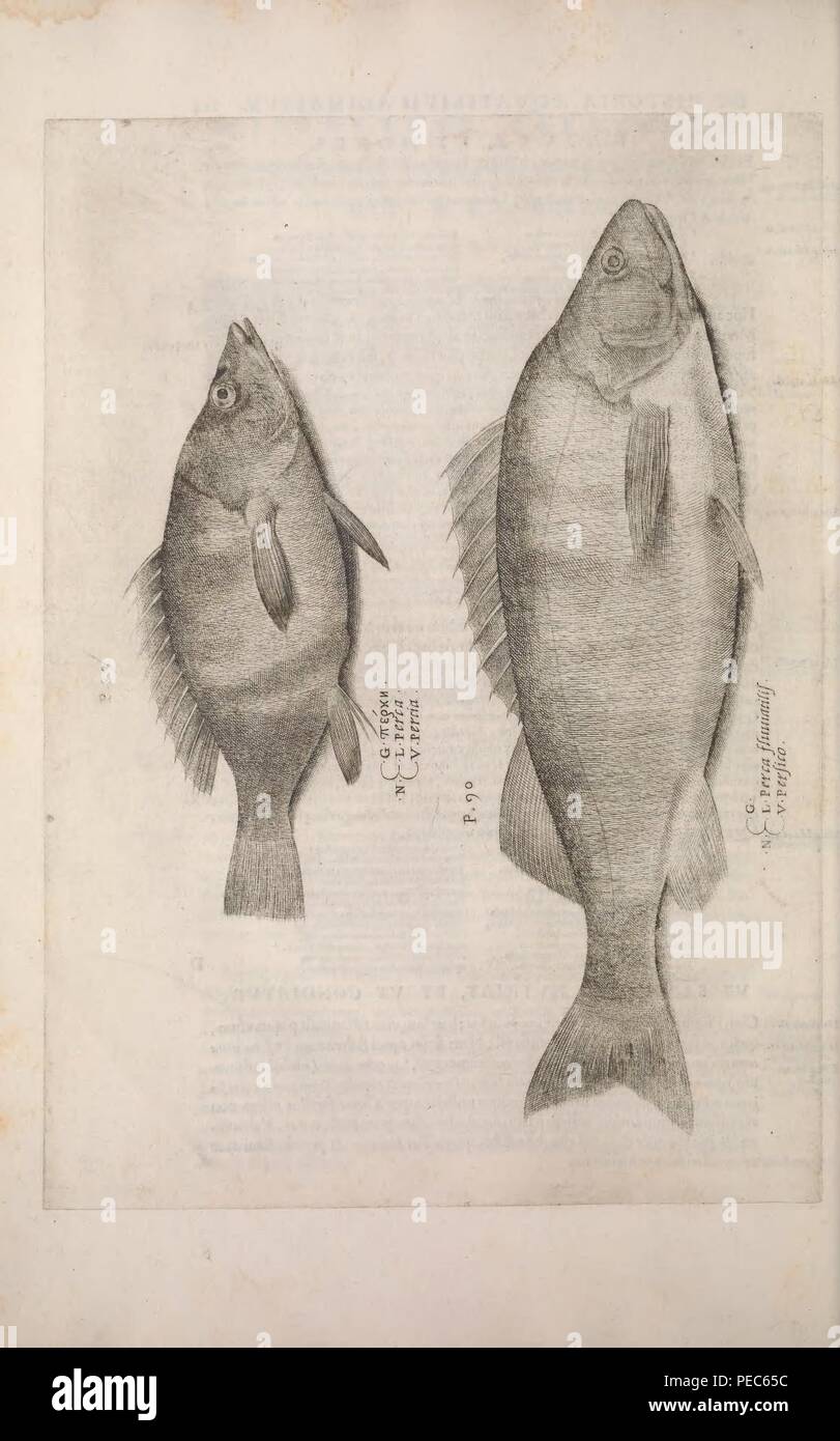 Aquatilium animalium historiae, liber primus Stock Photo - Alamy