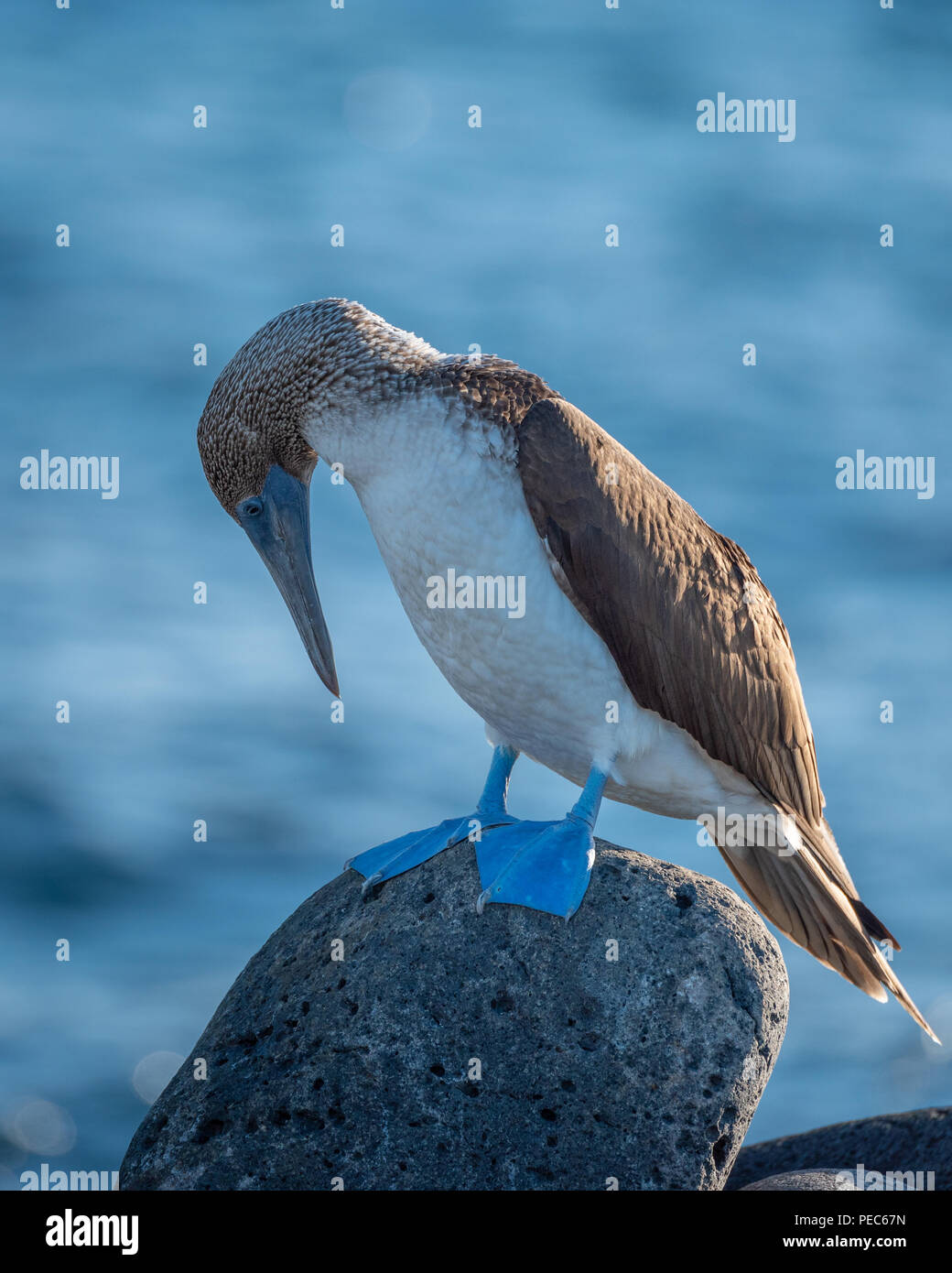 Blue Footed Booby High Resolution Stock Photography and Images - Alamy