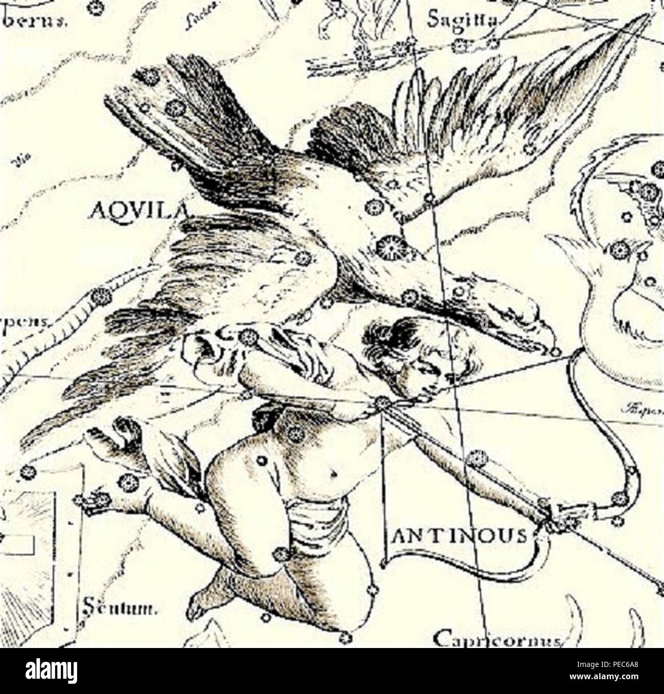 Aquila by Hevelius Stock Photo - Alamy