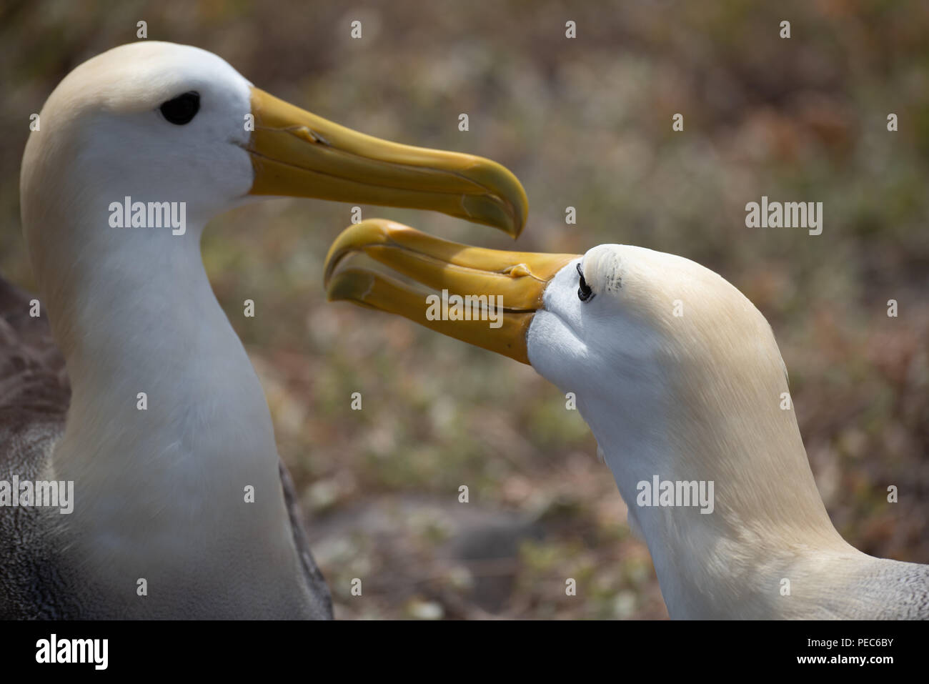 Plastic pollution albatross hi-res stock photography and images - Alamy