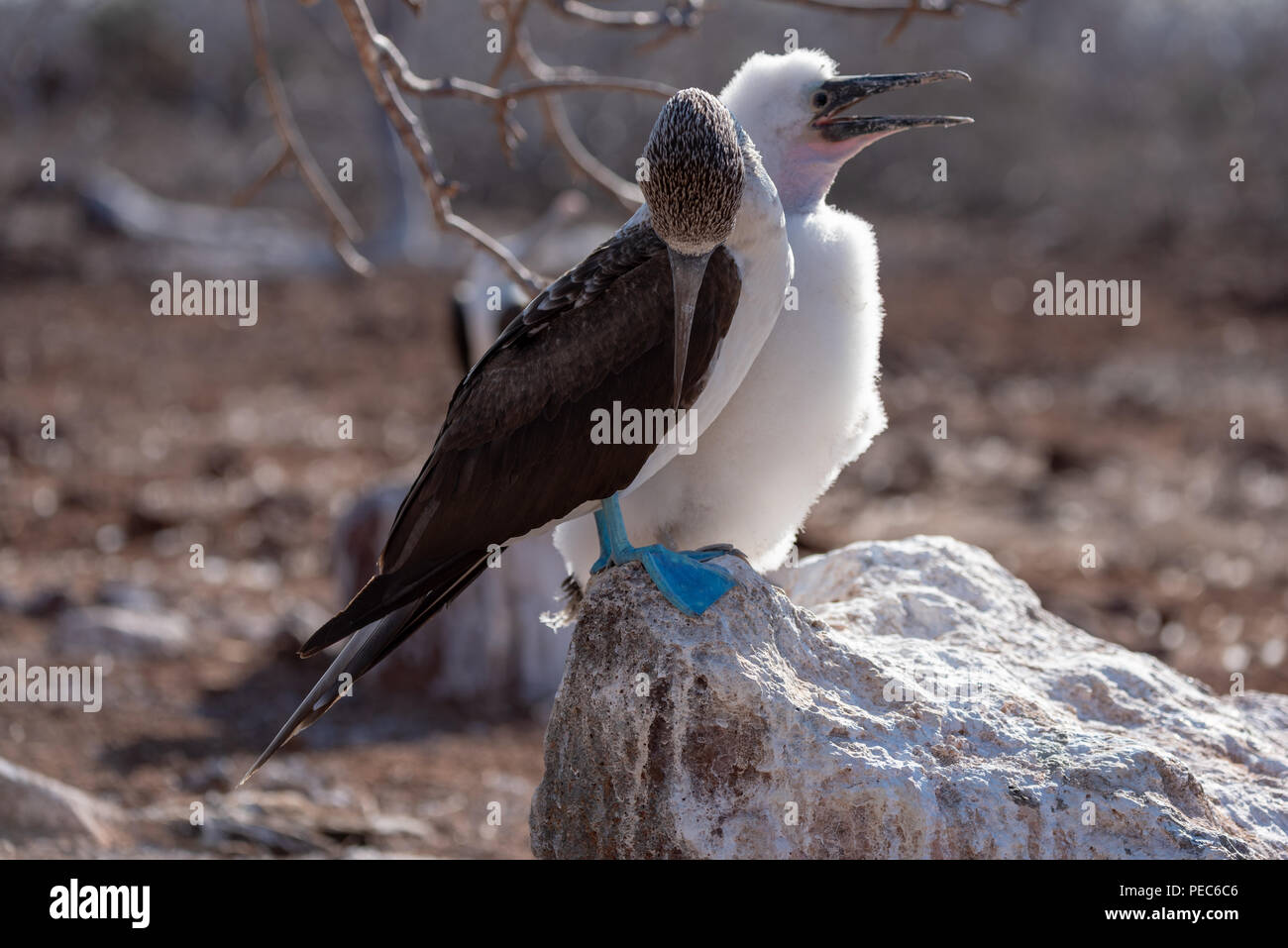 Blue footed booby nest hi-res stock photography and images - Alamy