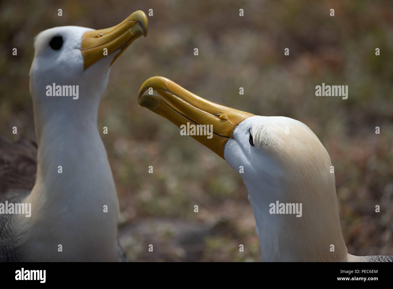 Plastic albatross hi-res stock photography and images - Alamy