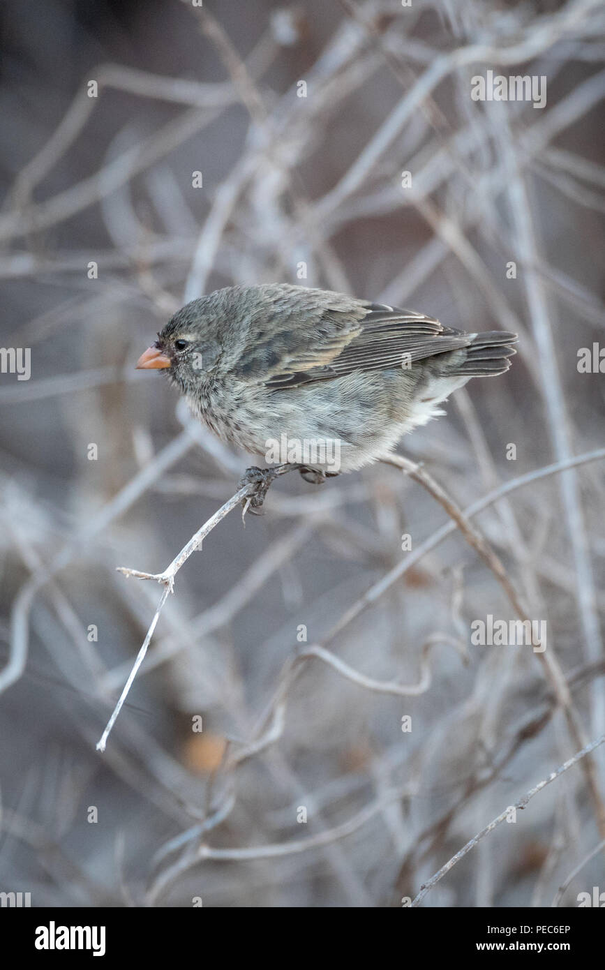 Natural Selection Examples In Nature