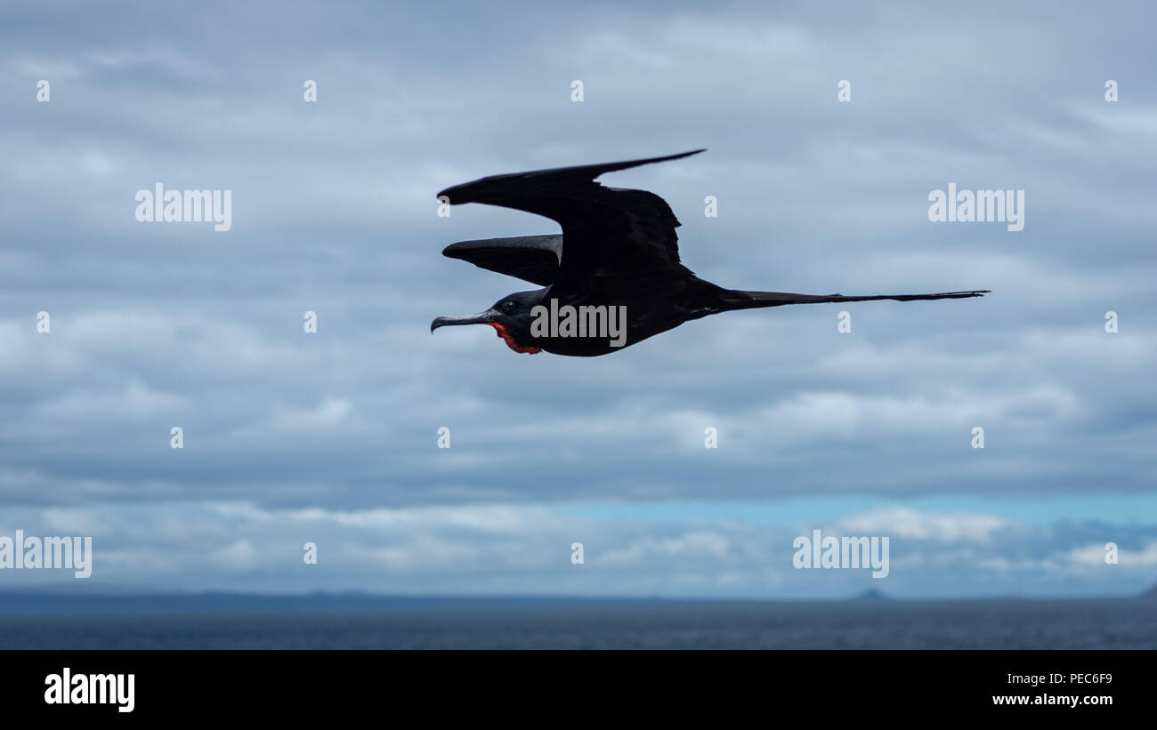 Great frigatebird in flight hi-res stock photography and images - Alamy