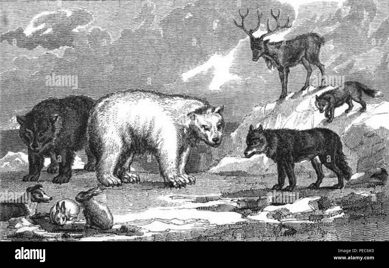 Arctic animals Polar regions Stock Photo - Alamy