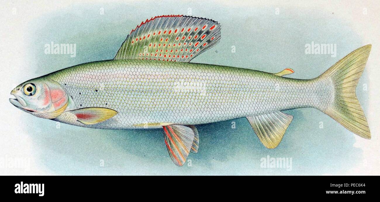 Thymallus arcticus hi-res stock photography and images - Alamy