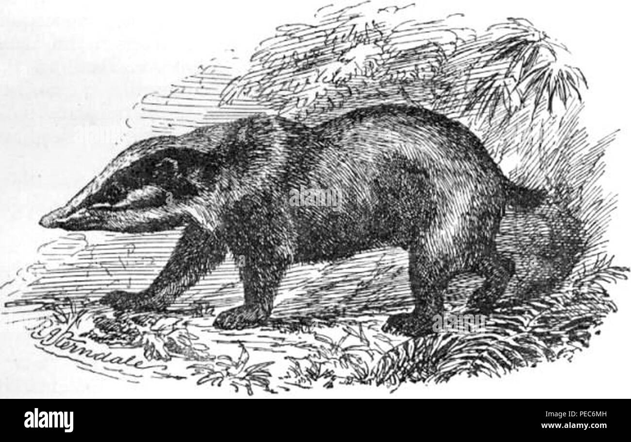 Arctonyx hi-res stock photography and images - Alamy