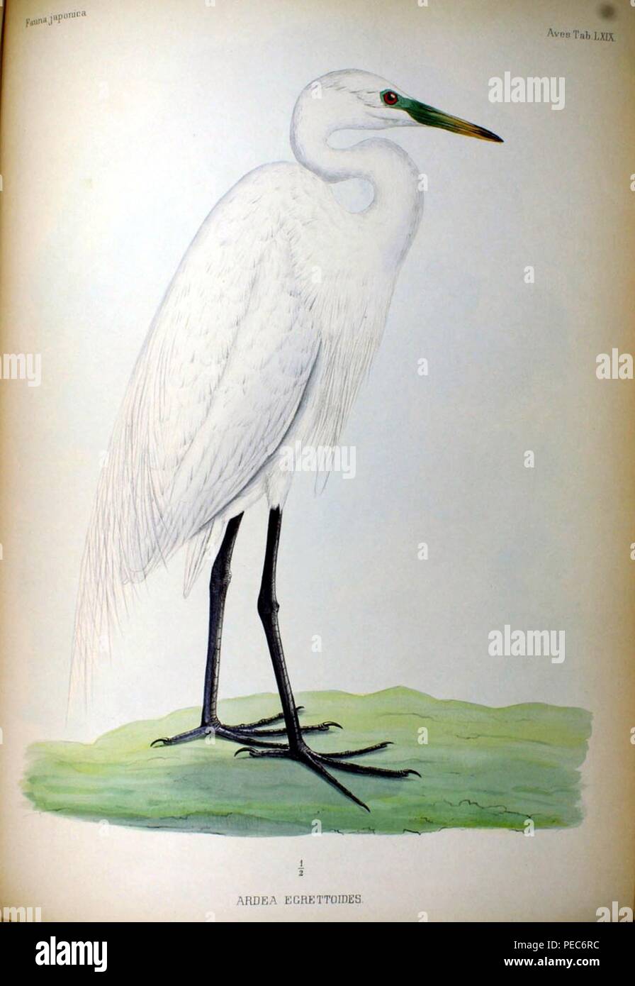 Ardea egrettoides Fauna Japonica Stock Photo - Alamy