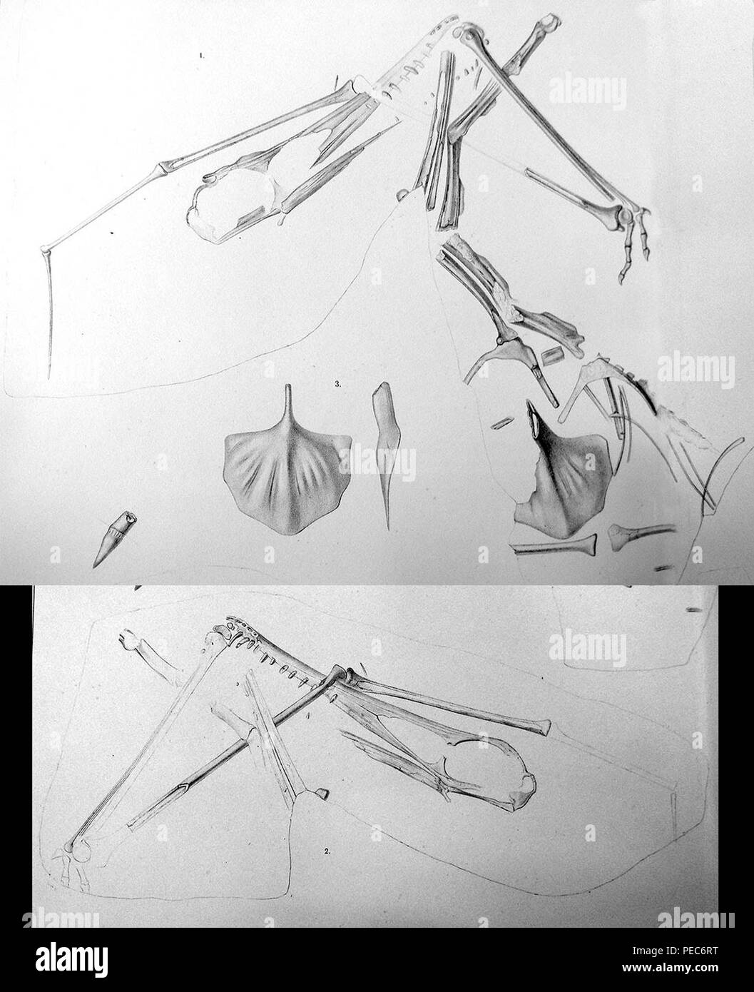 Ardeadactylus longicollum holotype Stock Photo - Alamy