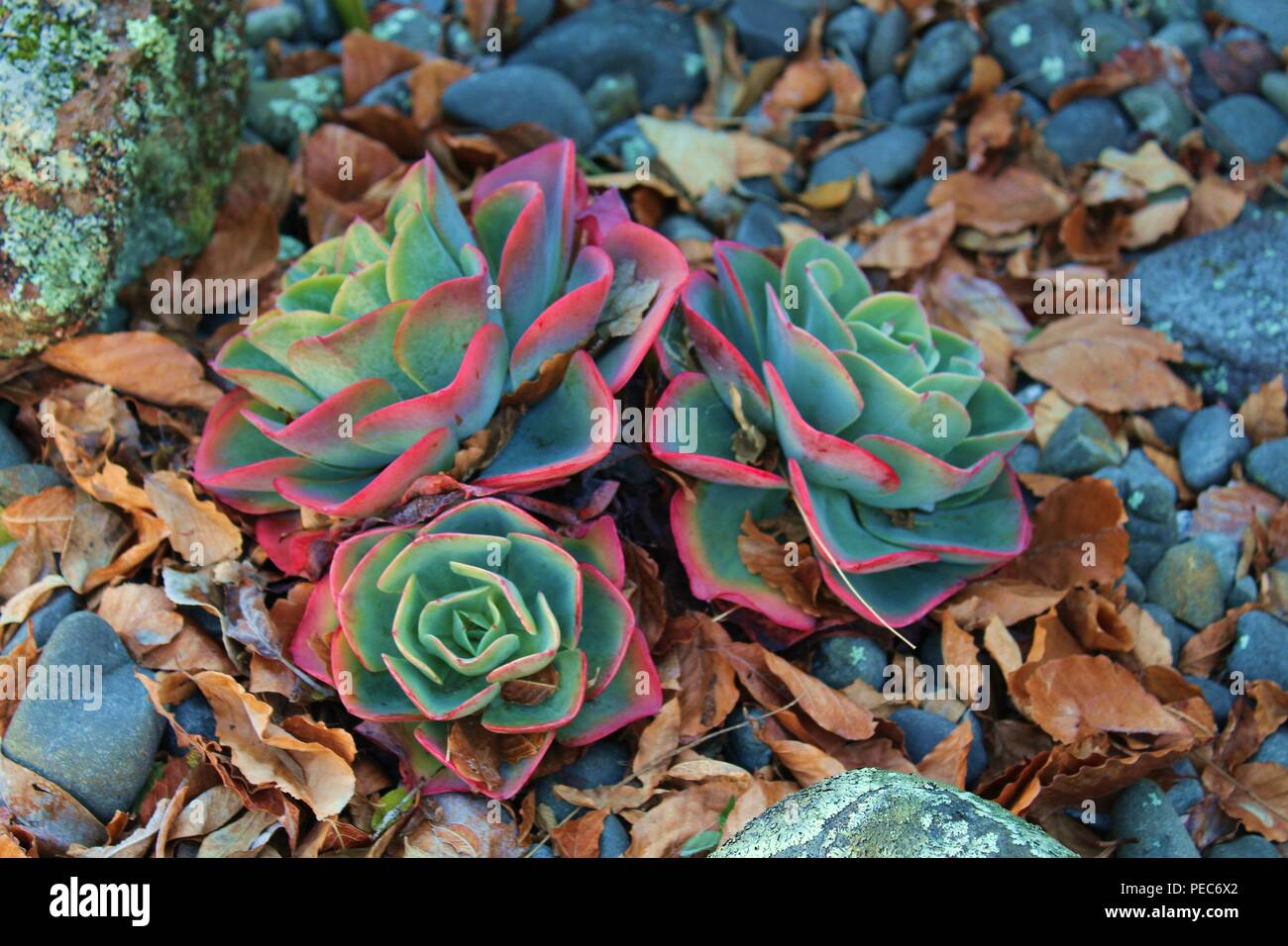 Three succulents hi-res stock photography and images - Alamy