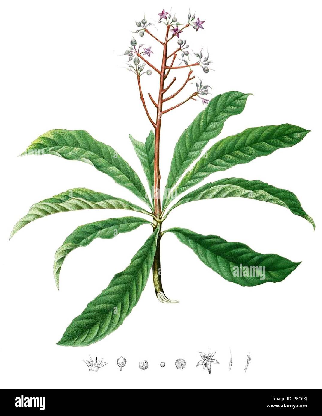 Ardisia pyramidalis Blanco1.166-cropped Stock Photo - Alamy