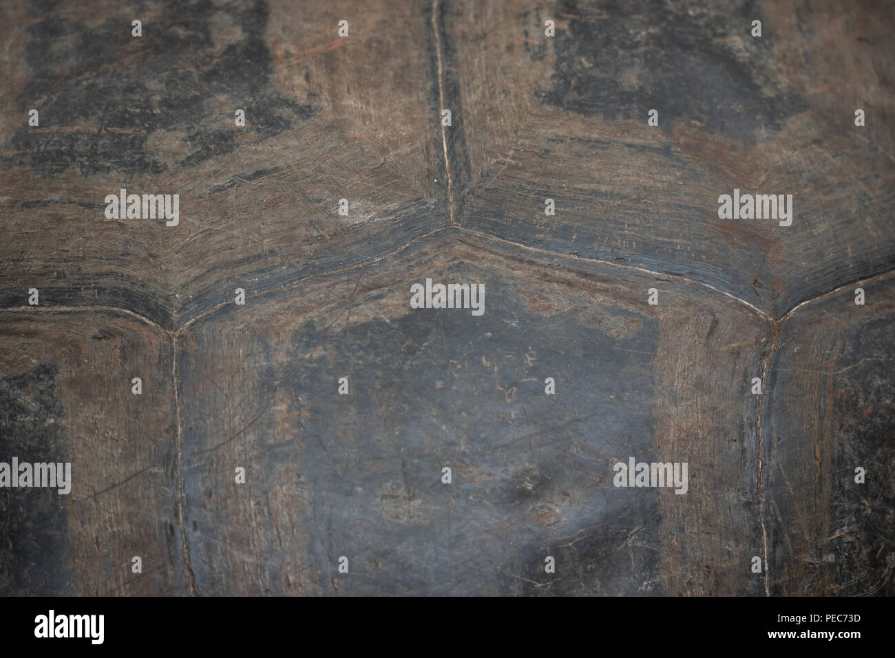 Tortoiseshell shell hi-res stock photography and images - Alamy