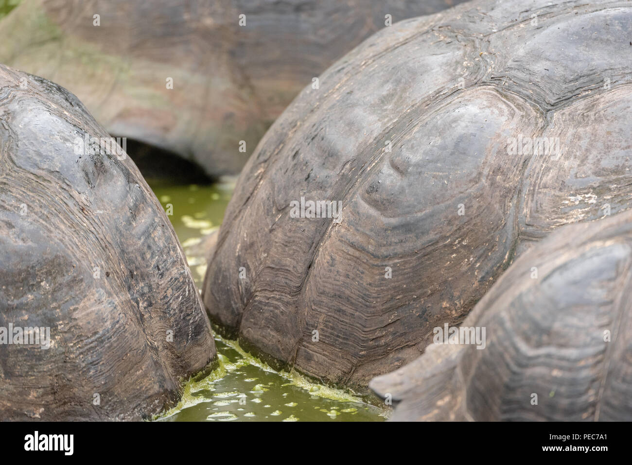 Close-up of Giant Tortoise shells, Galápagos Stock Photo - Alamy