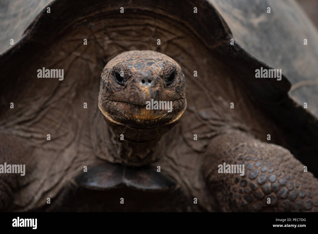 Giant tortoise galapagos hi-res stock photography and images - Alamy