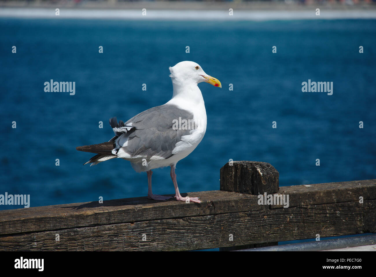 Oceanside animal hi-res stock photography and images - Alamy