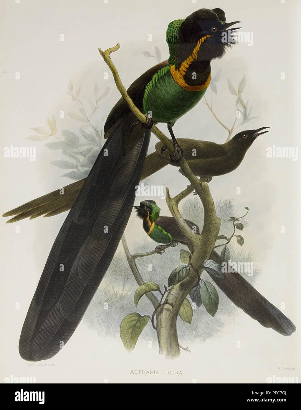 Arfak hi-res stock photography and images - Alamy