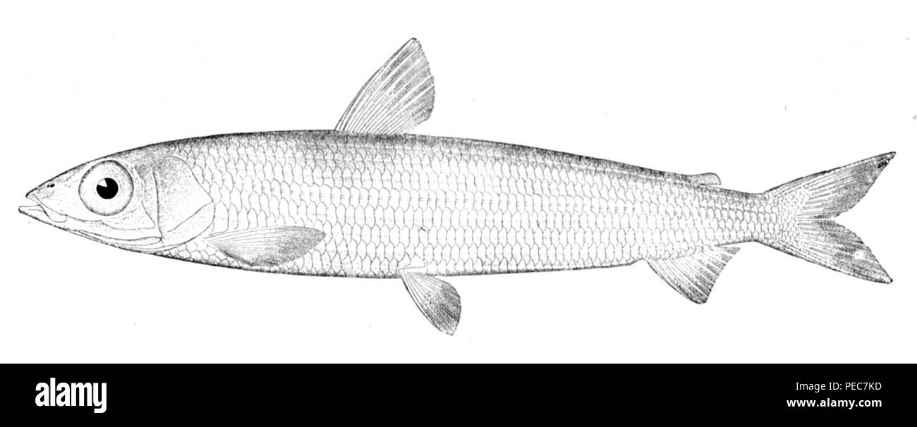 Argentina silus hi-res stock photography and images - Alamy