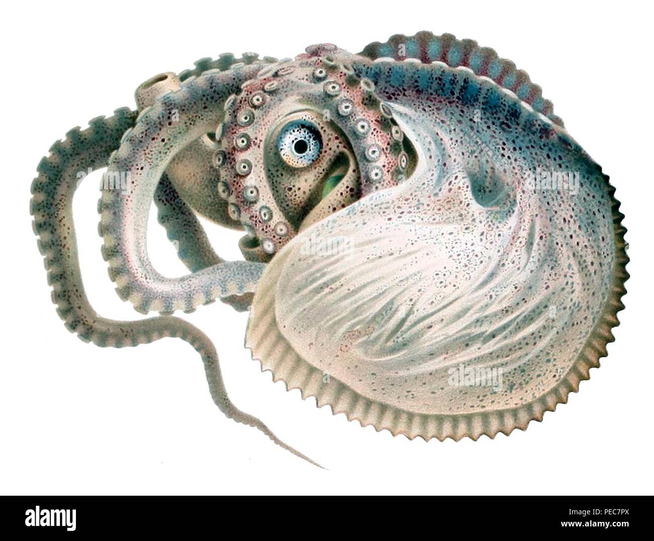 Argonauta argo hi-res stock photography and images - Alamy