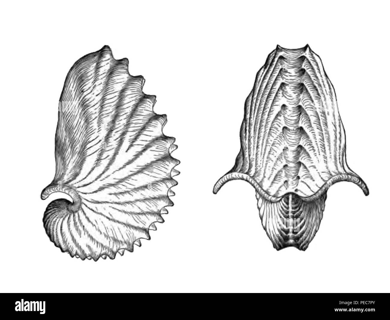 Argonauta High Resolution Stock Photography and Images - Alamy
