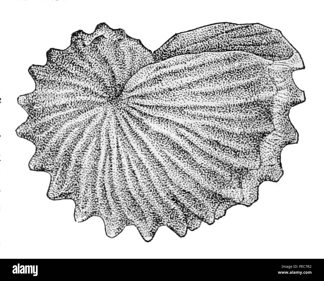 How the argonauta Cut Out Stock Images & Pictures - Alamy