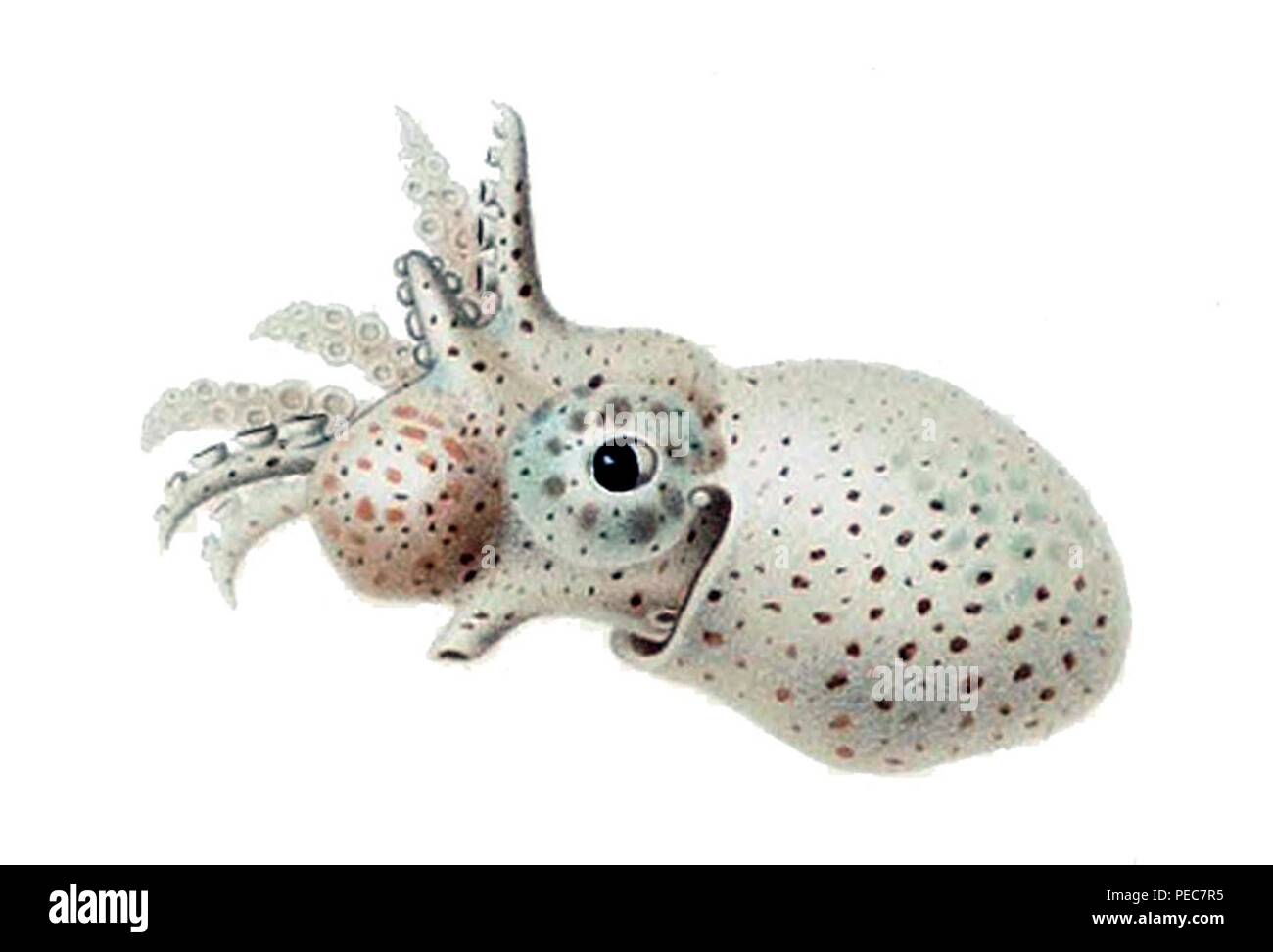 Argonauta hians hi-res stock photography and images - Alamy