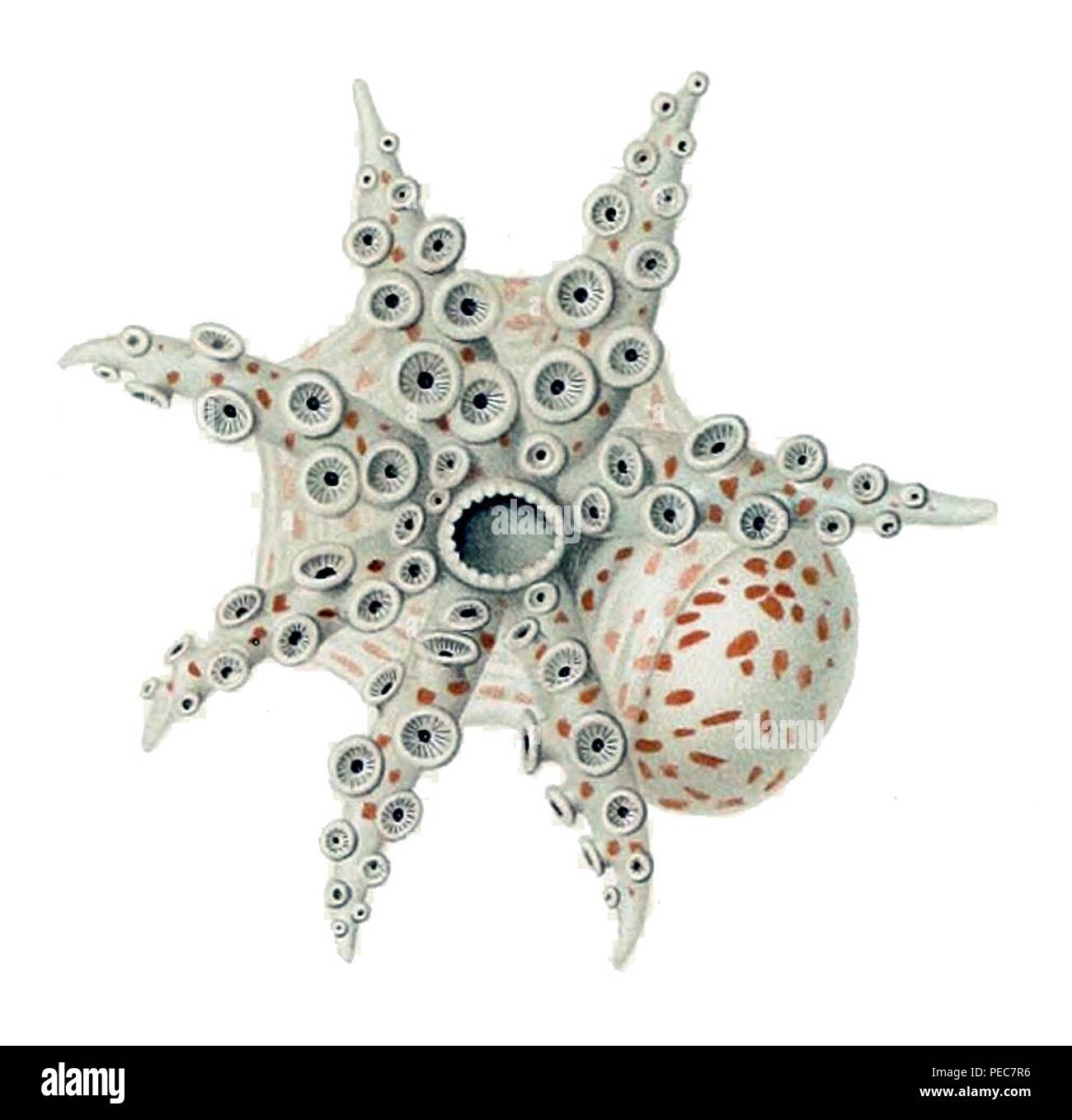 Argonauta High Resolution Stock Photography and Images - Alamy