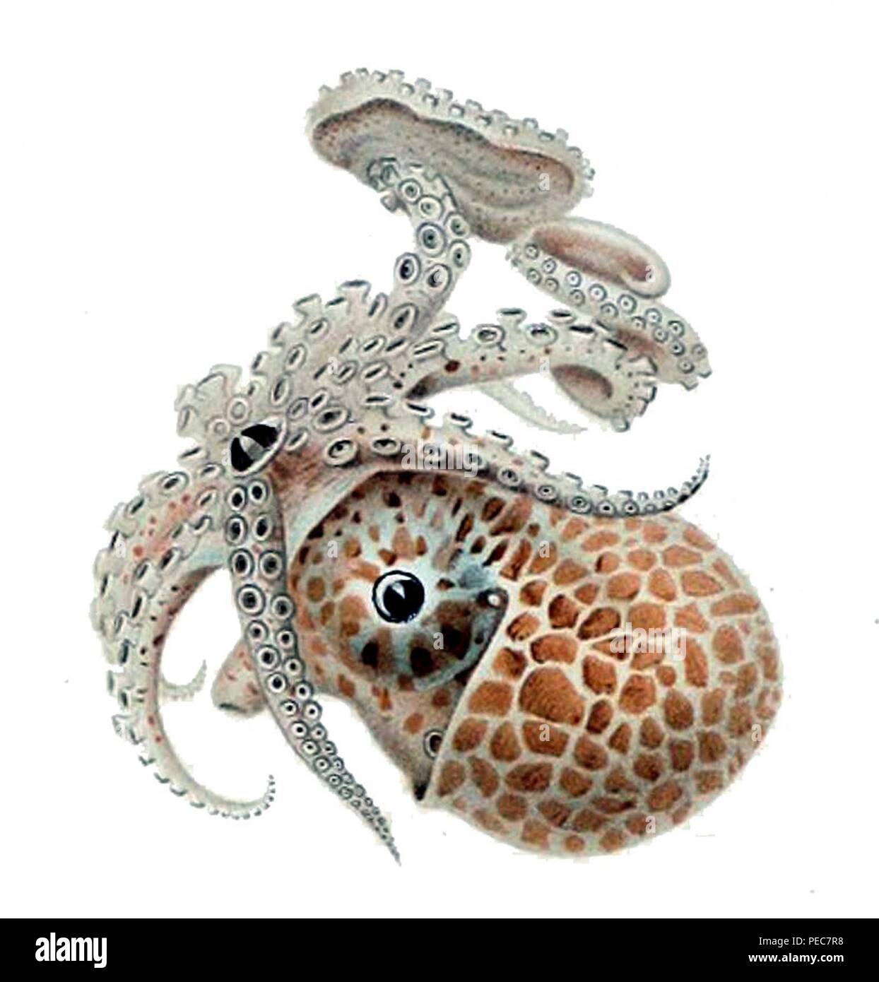 Argonauta High Resolution Stock Photography and Images - Alamy