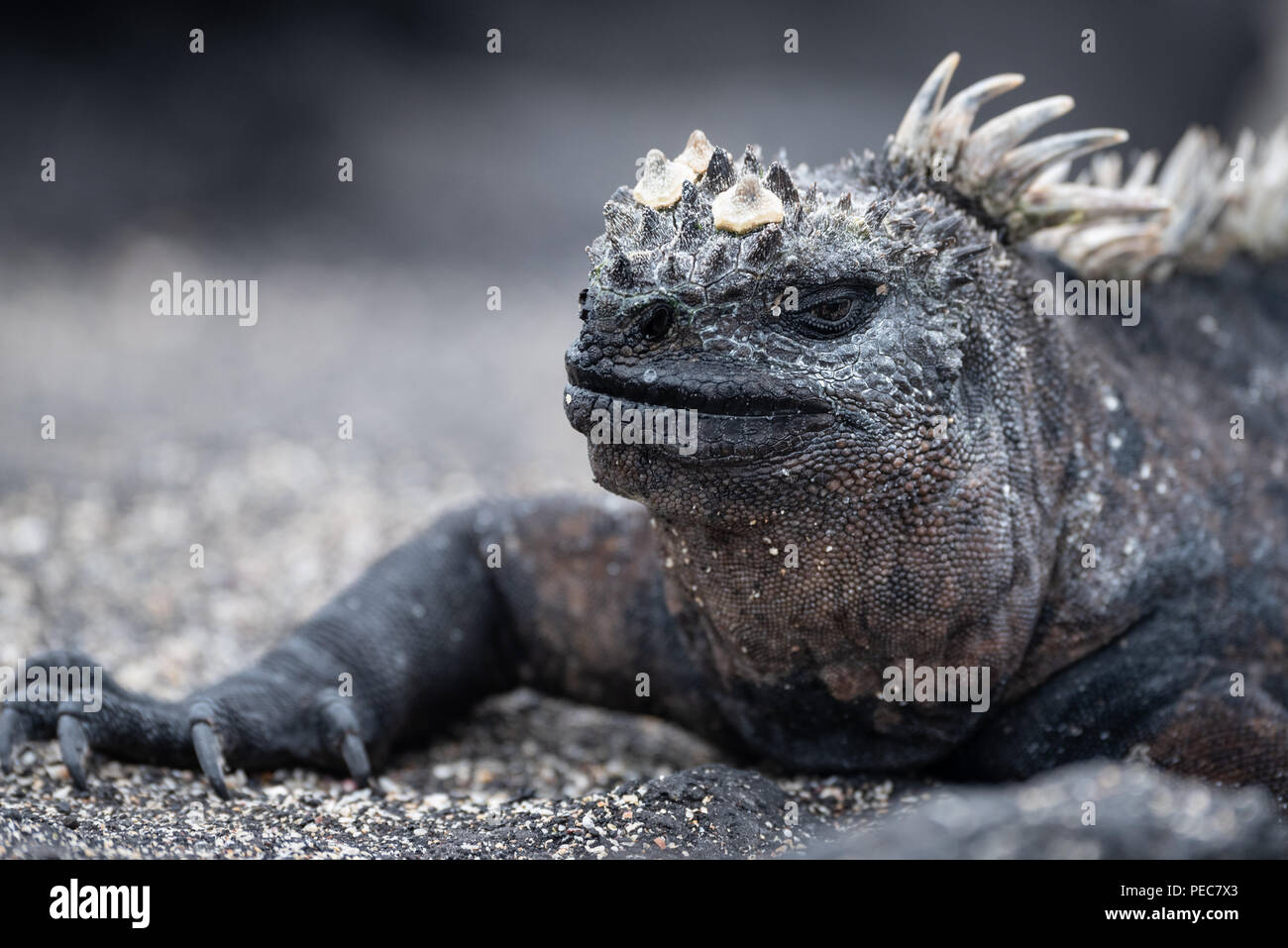 Marine Iguanas, Galápagos Islands Stock Photo - Alamy