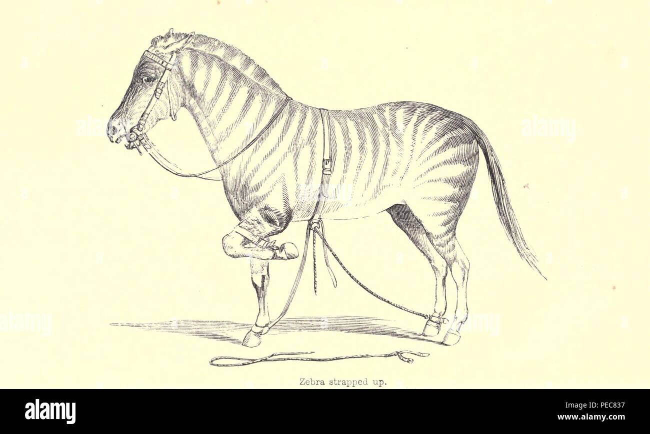 Art of taming horses Stock Photo - Alamy