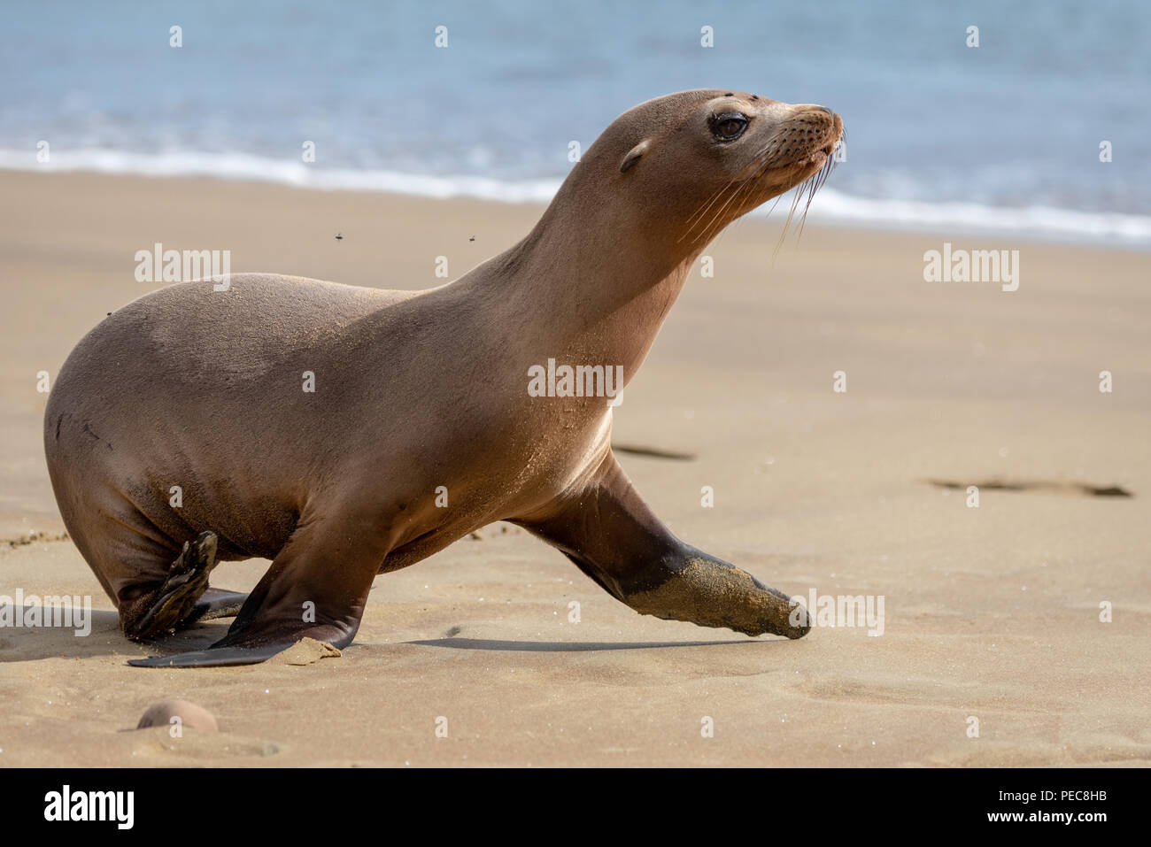 Sea lion hi-res stock photography and images - Alamy