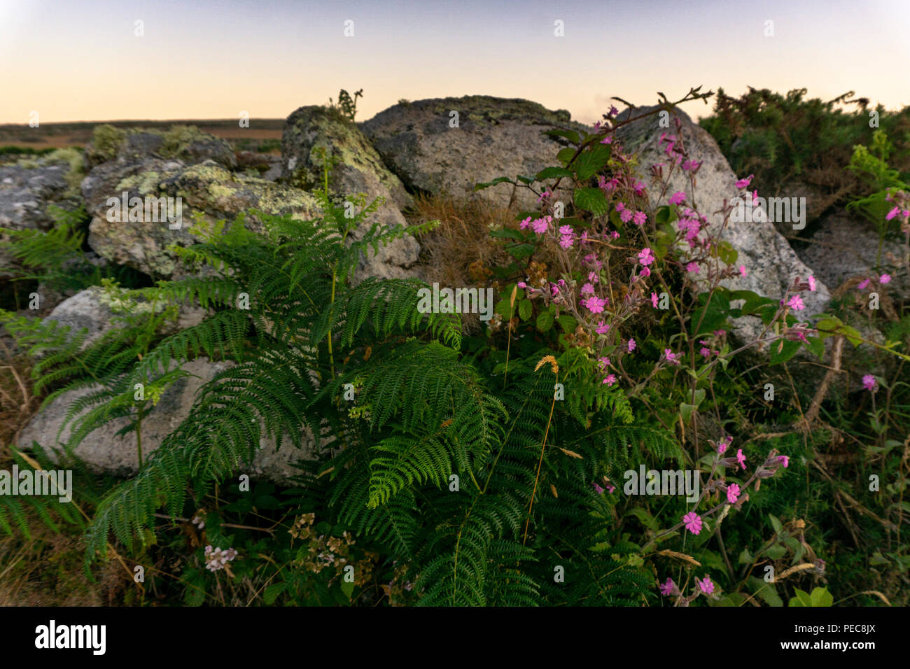 Cornwall hedgerow fern hi-res stock photography and images - Alamy