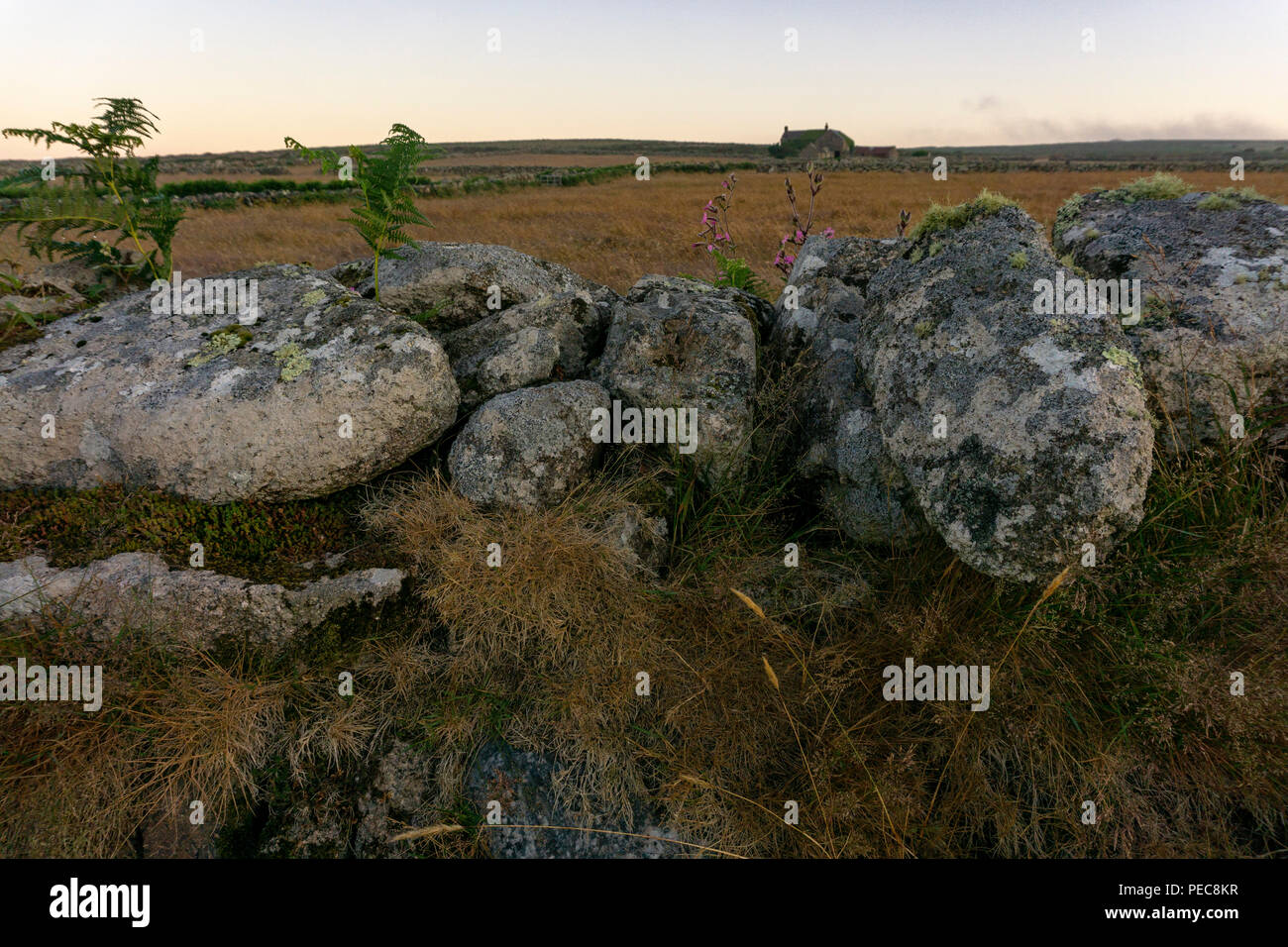 Cornwall hedgerow fern hi-res stock photography and images - Alamy