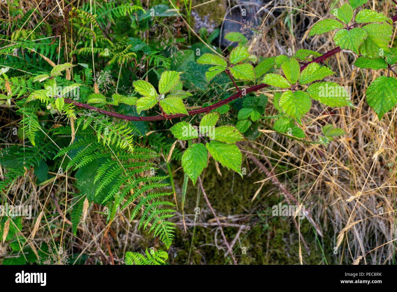 Pathway with native grasses hi-res stock photography and images - Alamy