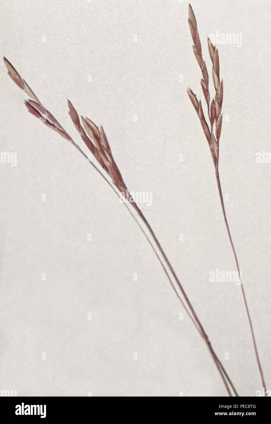 Arthraxon hispidus NRCS-1 Stock Photo - Alamy