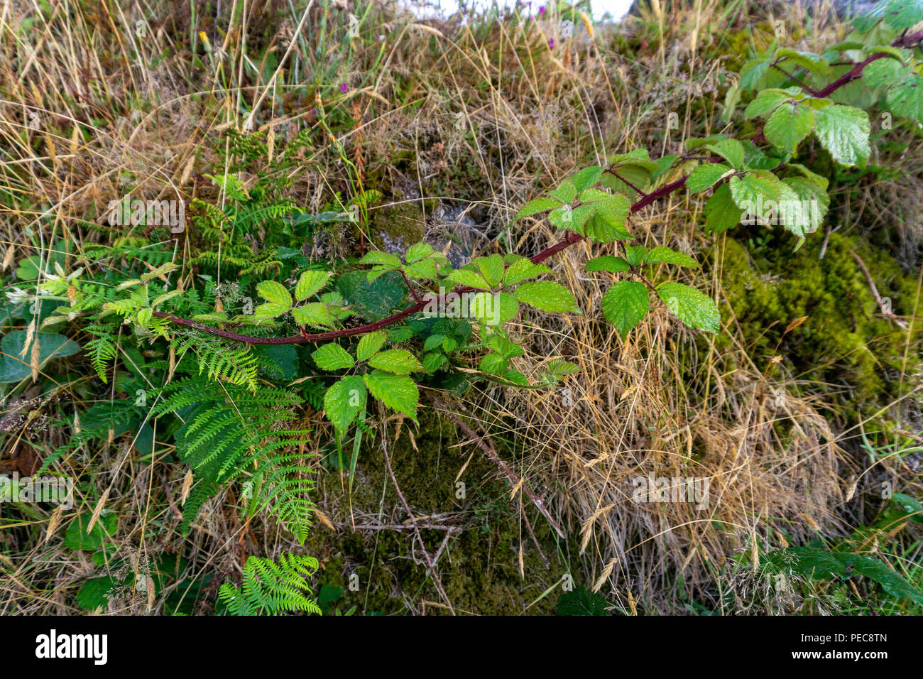 Pathway With Native Grasses High Resolution Stock Photography and ...