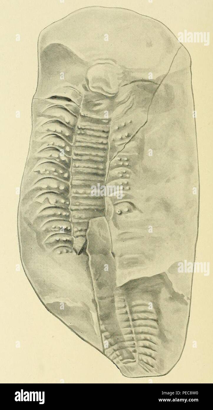Arthropleura hi-res stock photography and images - Alamy