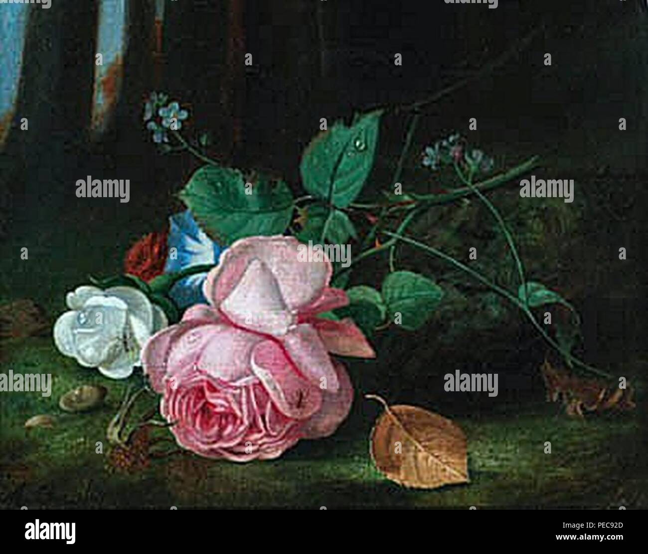 Arthur Chaplin - Rose Stock Photo - Alamy